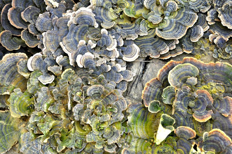 Tree Bark Disease with Fungus Stock Photo - Image of gourmet ...