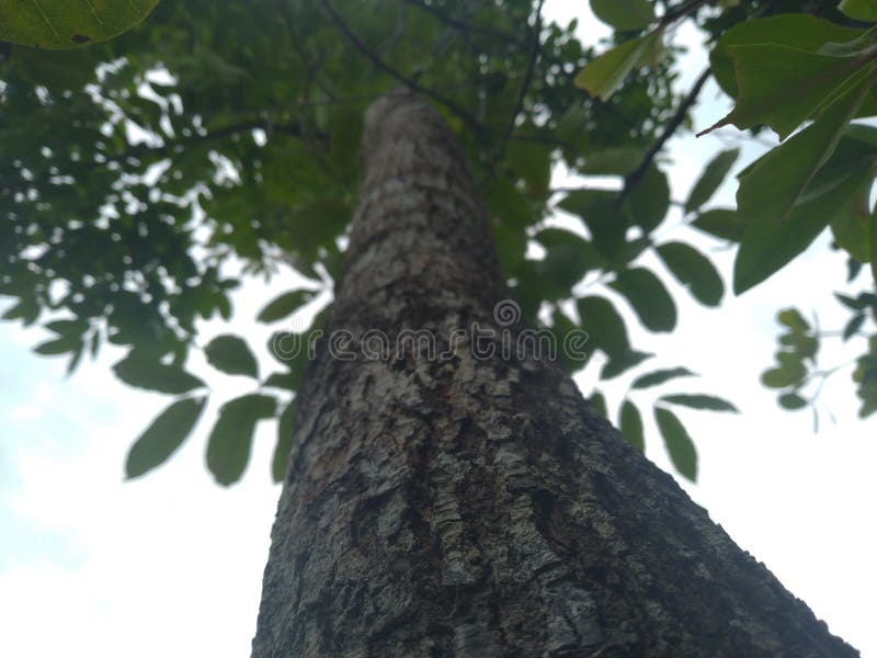 Tree bark with down view stock image. Image of cutting - 153475565