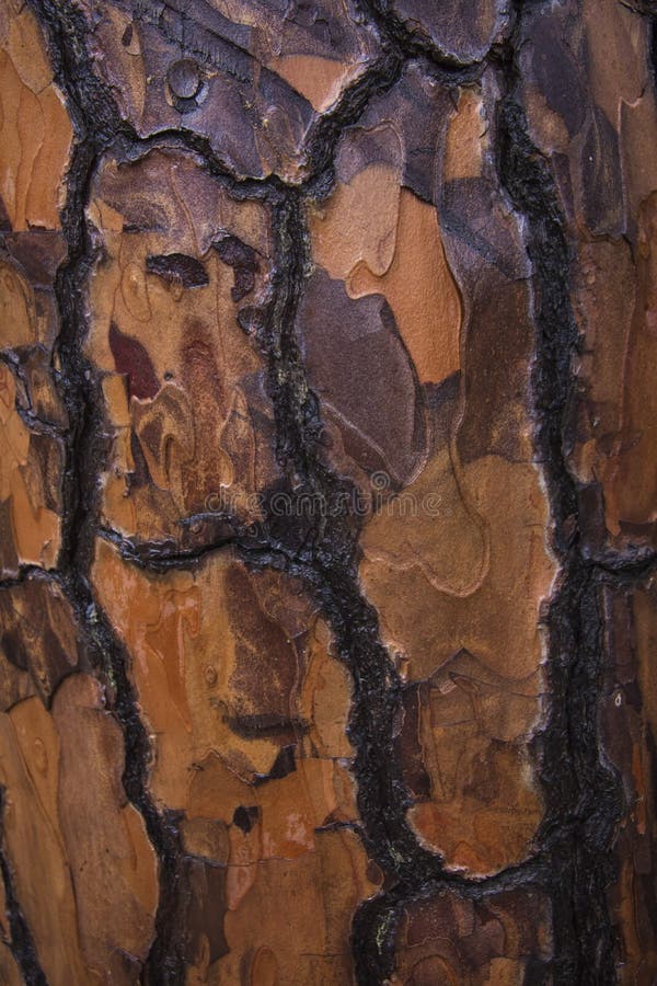 Tree Bark with Drawings of Different Macaws Stock Photo - Image of ...