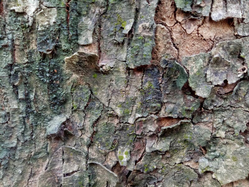 Tree Bark that Dries Up Due To the Dry Season Stock Photo - Image of ...