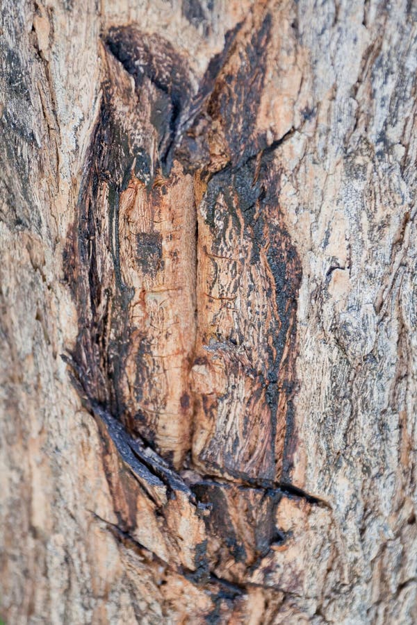 Tree bark, stock image. Image of scary, branches, outdoors - 33858545