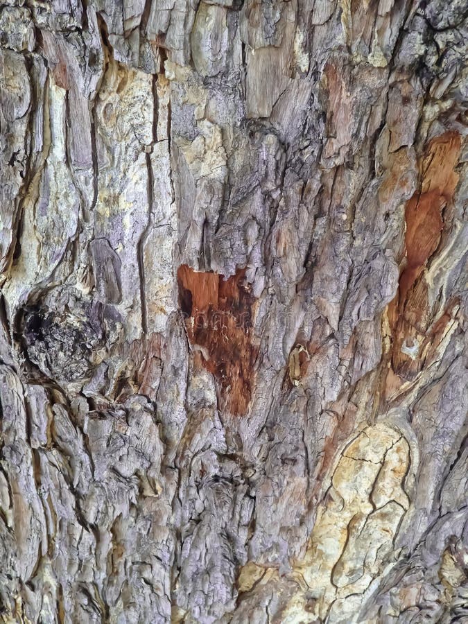 Tree Bark, Dry Parts of the Tree Stock Photo - Image of bark, landscape ...