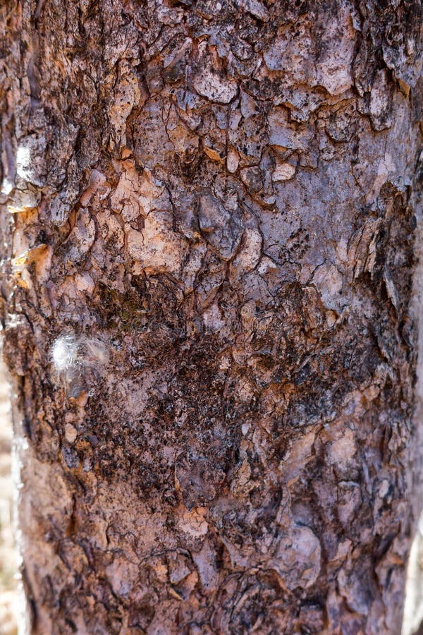 Tree Bark in Dry Rainforest Stock Image - Image of scene, outdoors ...