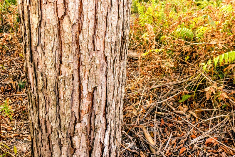Tree Bark Embossed Texture. Stock Photo - Image of soil, leaf: 286245062