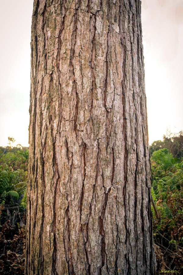 Tree Bark Embossed Texture. Tree Bark Portrait Stock Photo - Image of ...