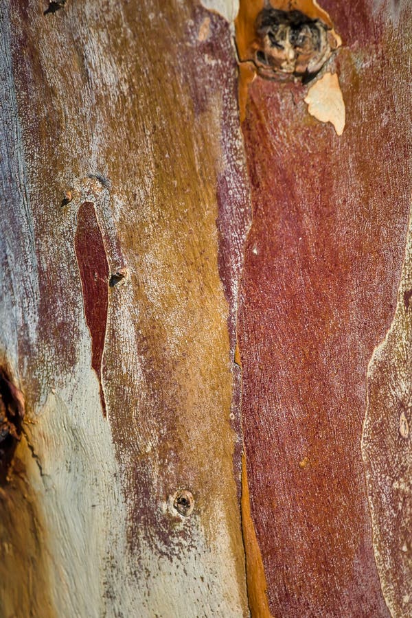 Tree Bark. Extremely Close-Up. Stock Photo - Image of colour, corroded ...