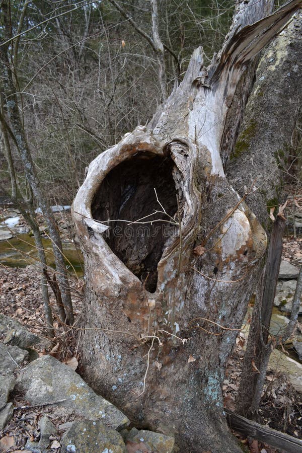 Tree bark stock image. Image of fall, brown, large, creek - 51118409