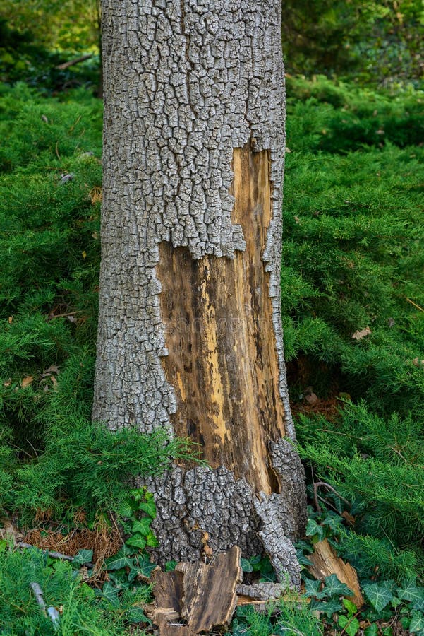 Tree Bark Fell from the Trunk of a Dead Tree in the Garden, Ukraine ...