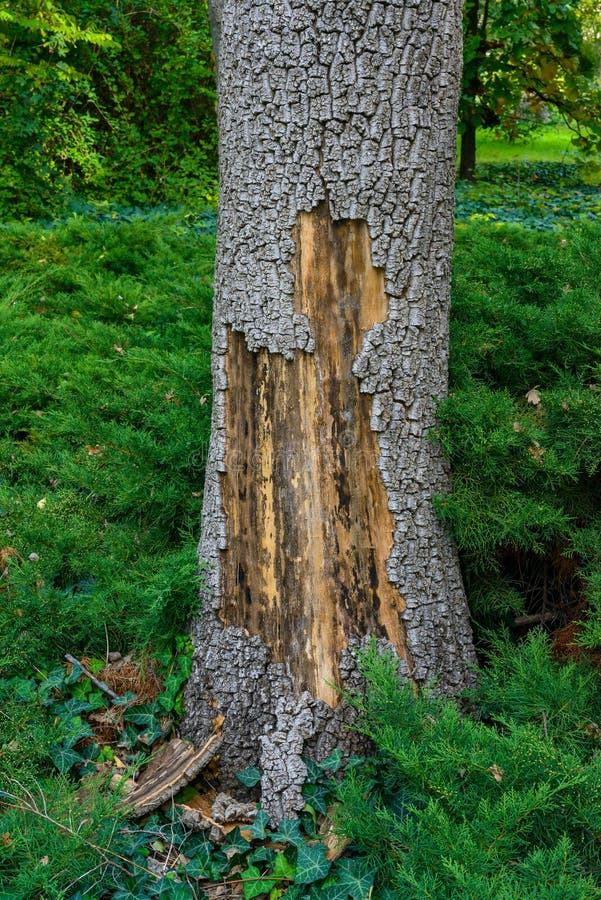 Tree Bark Fell from the Trunk of a Dead Tree in the Garden, Ukraine ...