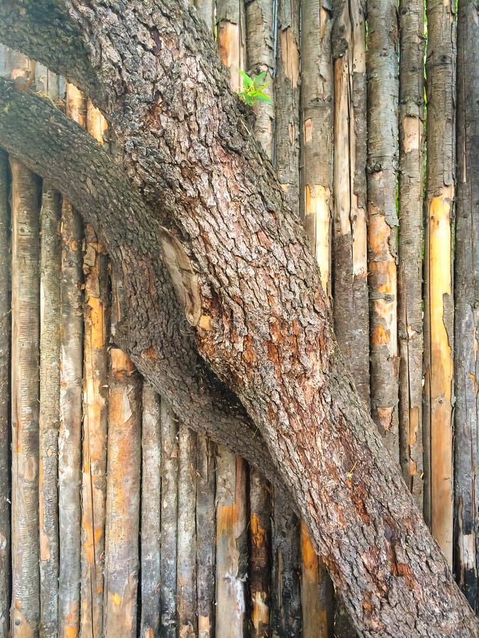 Tree Bark Fence Abstract stock image. Image of wall, abstract - 39142755