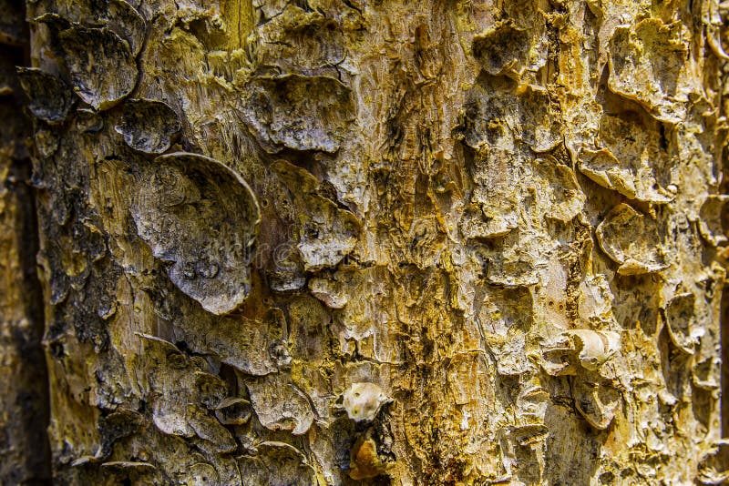 Tree Bark on fence stock image. Image of line, bark, park - 33369983