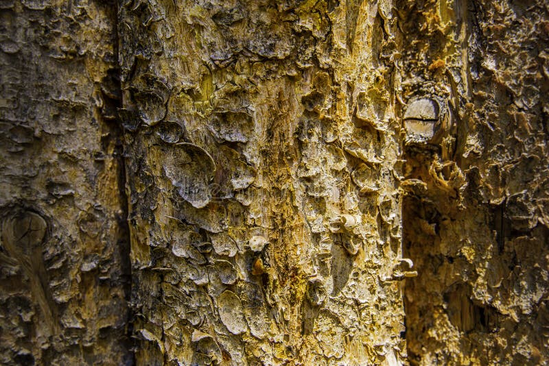 Tree Bark on fence stock image. Image of park, background - 33370009