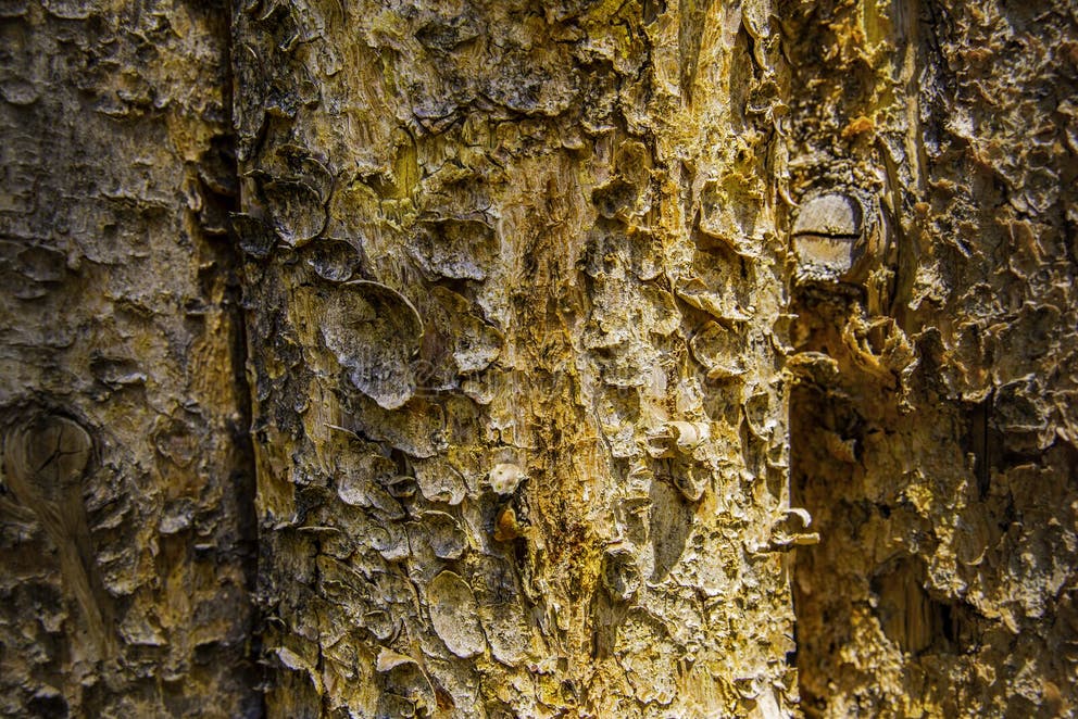 Tree Bark on fence stock image. Image of park, background - 33370009