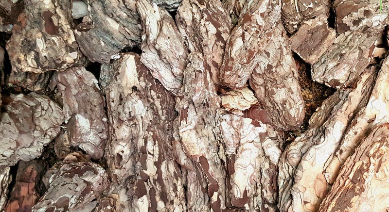 Tree bark on floor stock image. Image of wallpaper, soil - 116730107