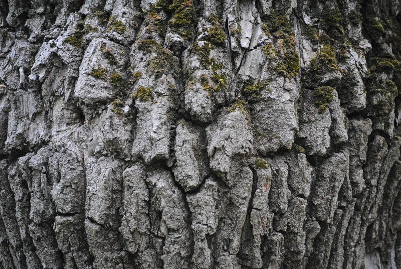 Bark of a tree stock photo. Image of brown, tree, wallpaper - 147569042