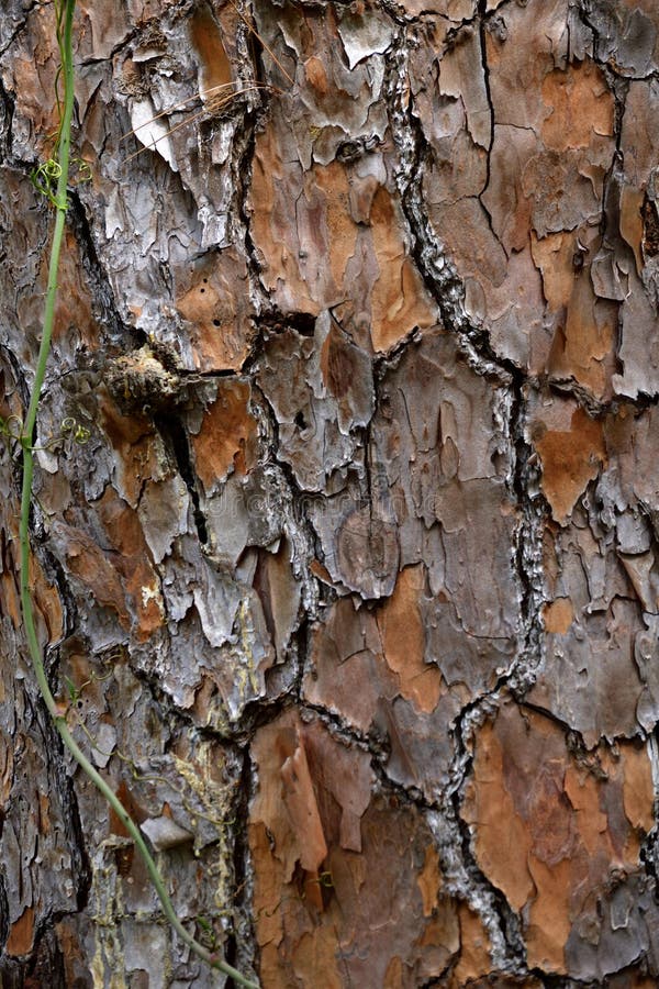 Tree Bark at Forest Area Background Stock Photo - Image of pattern ...
