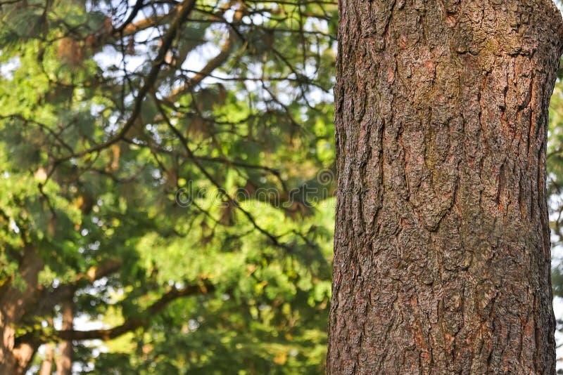 Tree Bark Forest Background Stock Photo - Image of colorful, text ...
