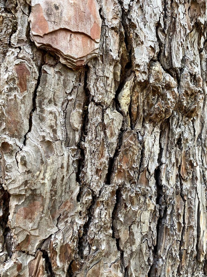 Tree Bark, Forest Background for Your Design Stock Image - Image of ...