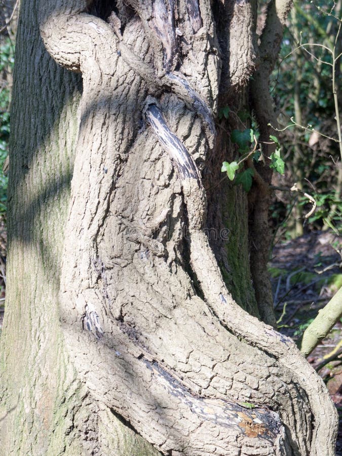 Tree Bark in the Forest in Spring Time Stock Photo - Image of leaves ...