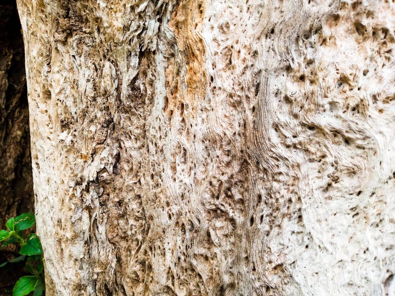 Tree Bark Forest Surface Roadside Stock Image - Image of autumn ...