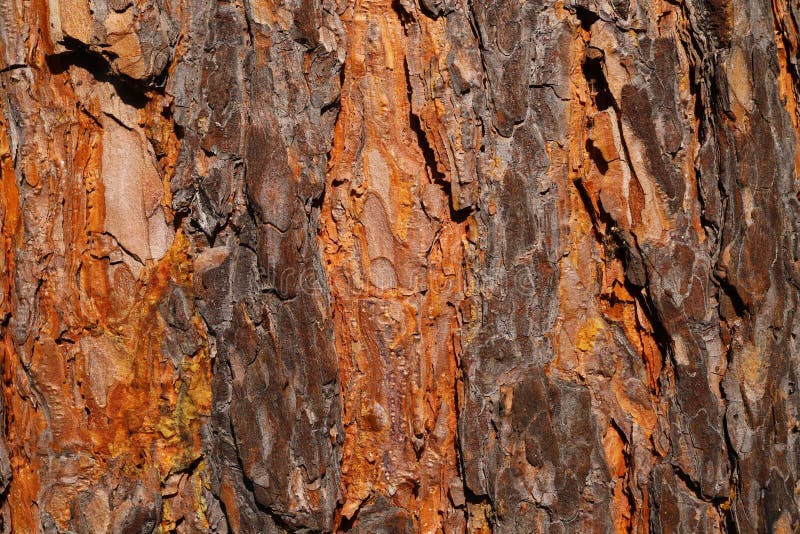 Tree Bark in the Forest. Tree Bark Texture Stock Photo - Image of ...