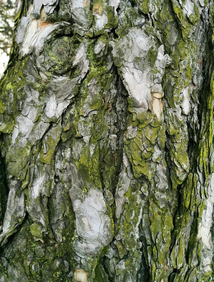 Tree bark in the forest stock photo. Image of nature - 170182950