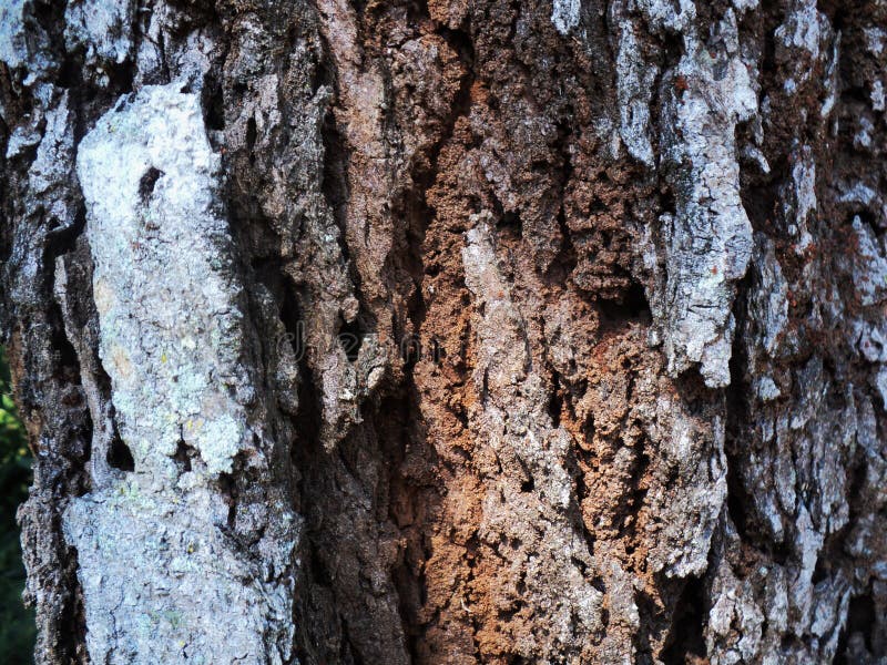 Tree Bark in the Form of Abstract Stock Image - Image of abstract ...