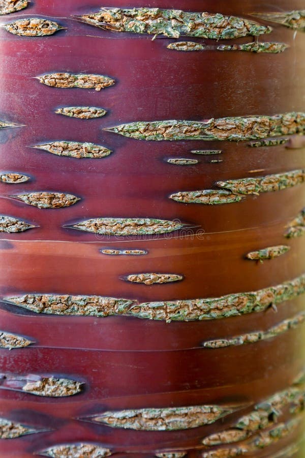 Tree Bark stock image. Image of nature, sussex, depth - 139310853