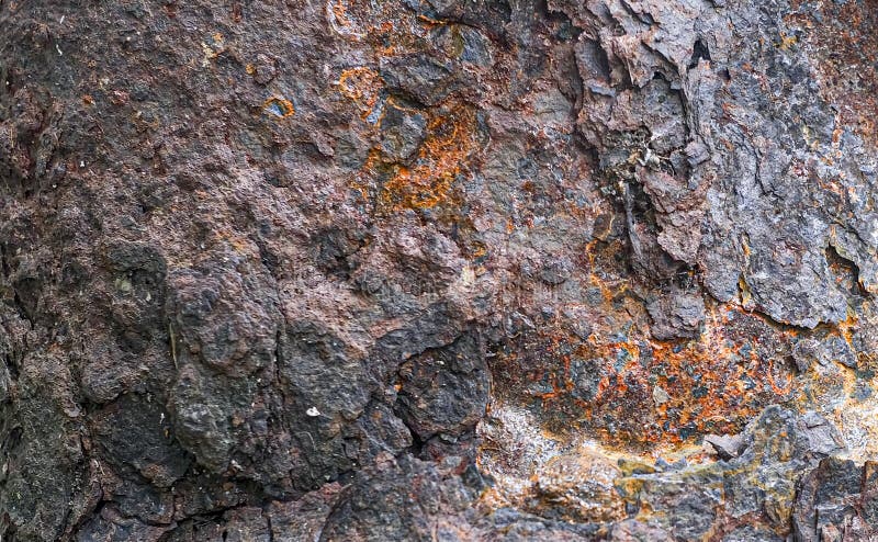 Tree Bark with Fungus and Mildew Grunge Texture Stock Image - Image of ...