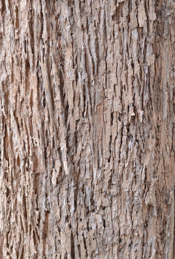 Tree bark stock photo. Image of termites, skin, closeup - 36213372