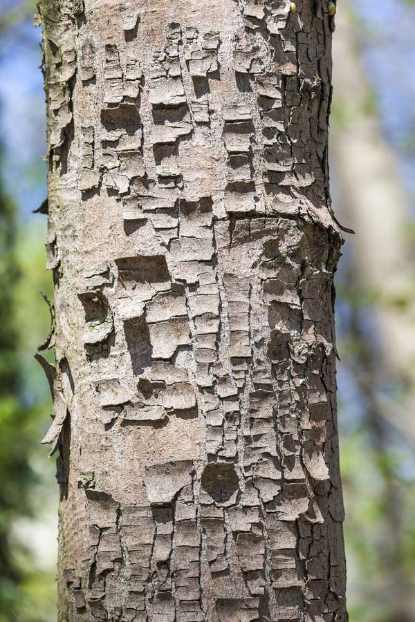 Tree bark stock image. Image of wooden, botanical, plant - 54416443