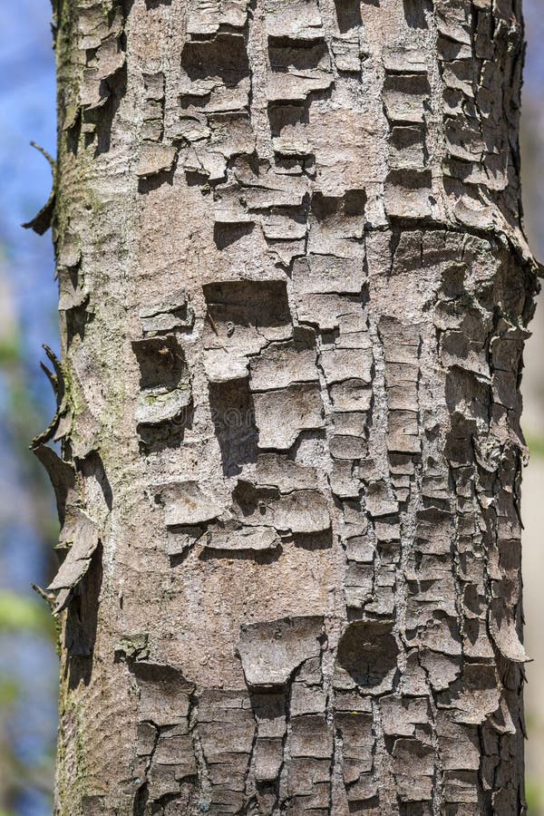 Oak tree bark stock photo. Image of green, harmonic - 114210552