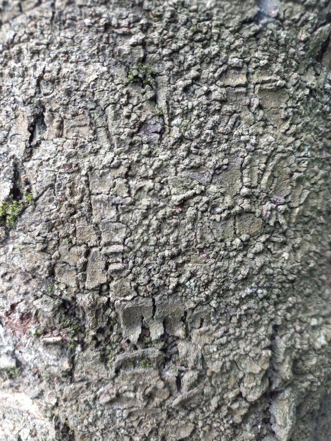 Tree bark gray texture stock image. Image of gray, boulder - 253718965