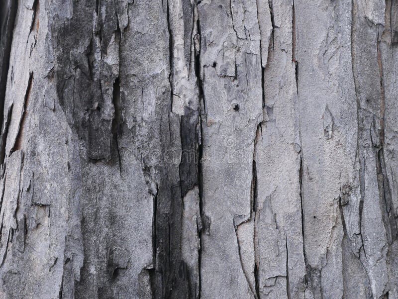 Tree bark gray vertical stock photo. Image of closeup - 99237652