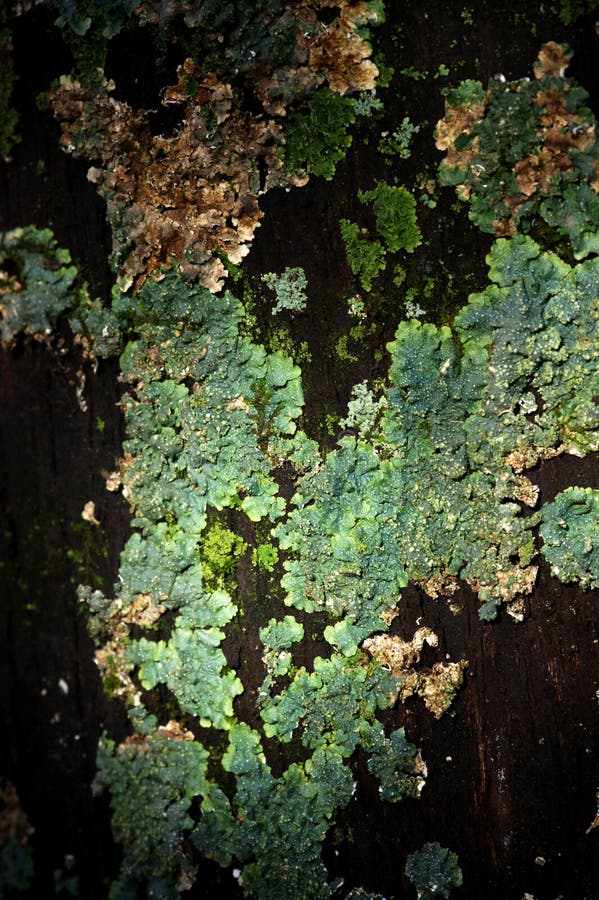 Tree Bark with Green Dry Moss Stock Photo - Image of fond, natural ...