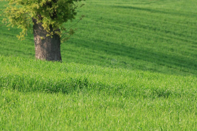 Tree bark in green meadow stock image. Image of farming - 40677957