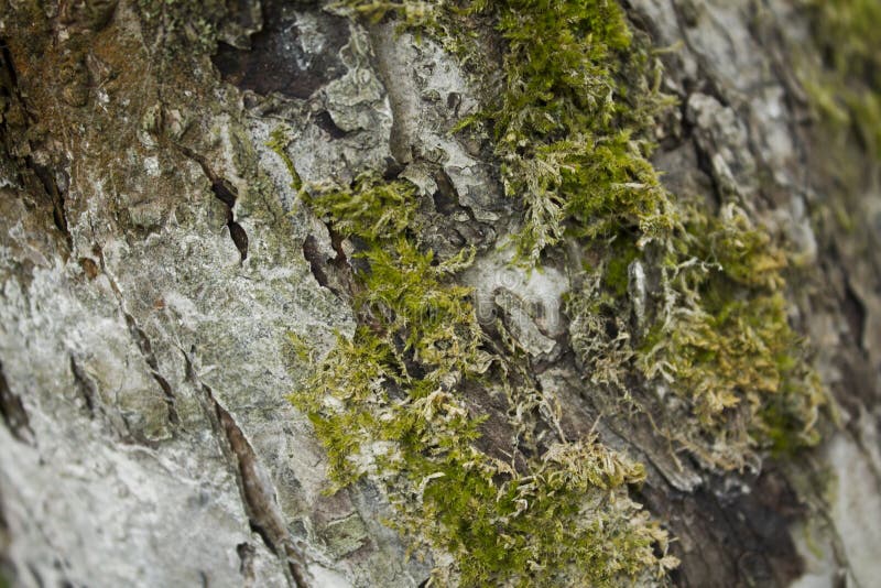 Tree bark stock image. Image of abstract, amazon, forest - 42495579