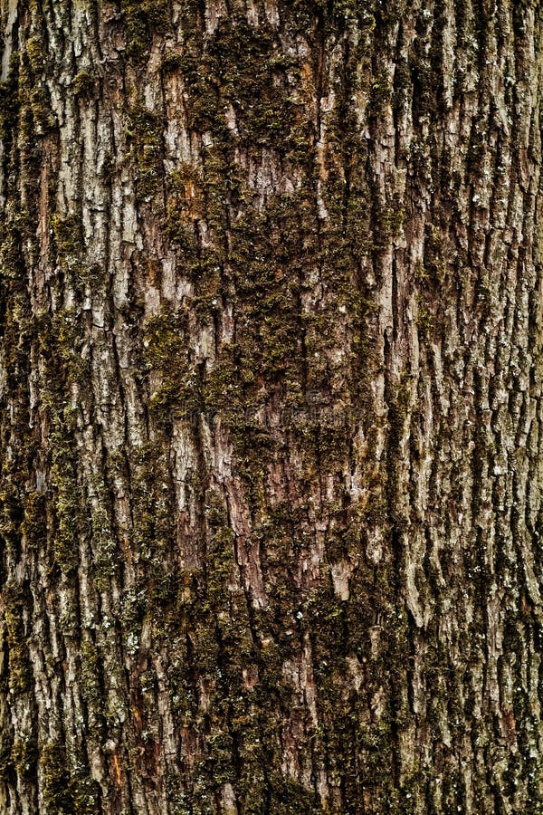 Tree bark stock image. Image of firewood, lake, lumber - 51507257