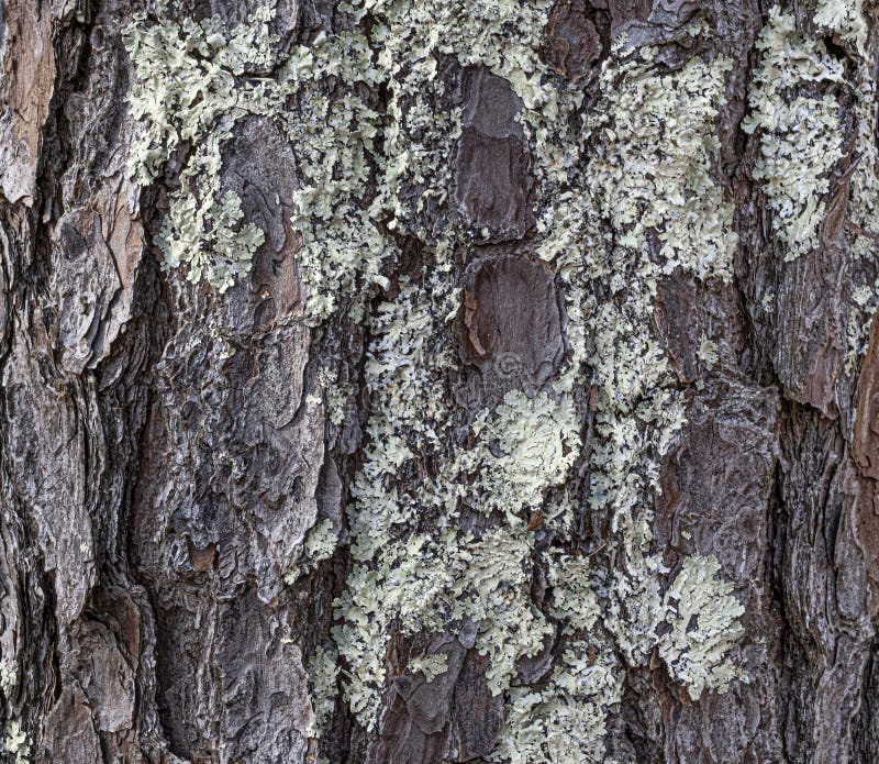 Tree Bark with Green Moss Background Texture Stock Image - Image of nature, pattern: 366165711