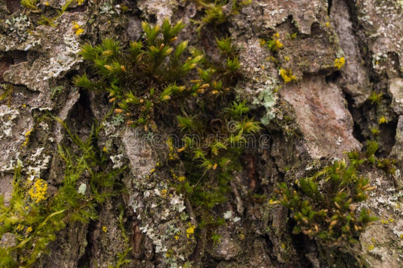 Tree bark with green moss stock photo. Image of bark - 263114126