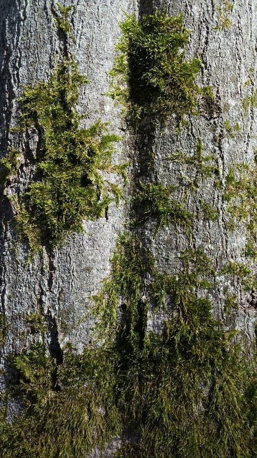 Green Moss stock photo. Image of forest, park, textured - 178155834