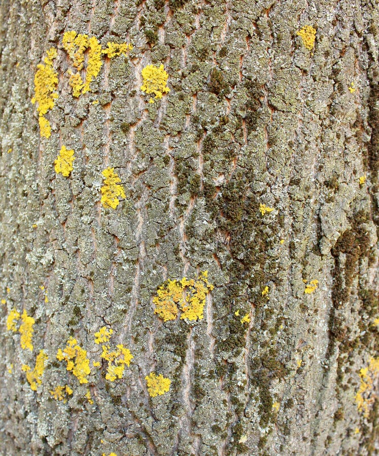 Tree Bark with Green Moss and Yellow Lichen Stock Photo - Image of ... Tree Bark with Green Moss and Yellow Lichen Stock Photo - Image of ...