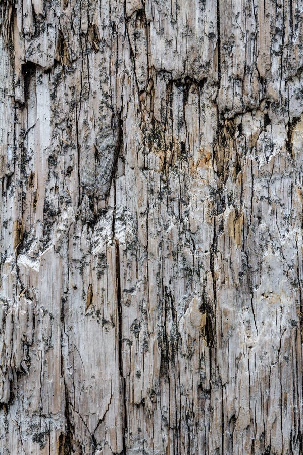 Tree bark grey texture stock image. Image of texture - 140122743