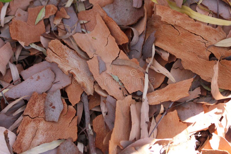 Tree Bark on Ground stock image. Image of mulch, serene - 158805385