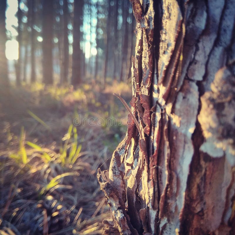 Tree bark hd beautiful stock photo. Image of sunlight - 219036892