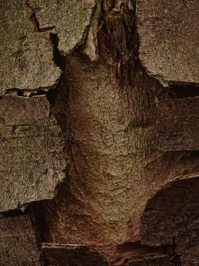 Tree bark with hole stock photo. Image of plant, wood - 114303682