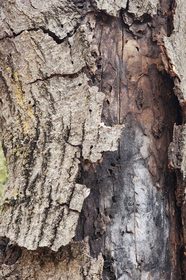 Tree Bark on a Tree with Holes Stock Photo - Image of formation, forest ...