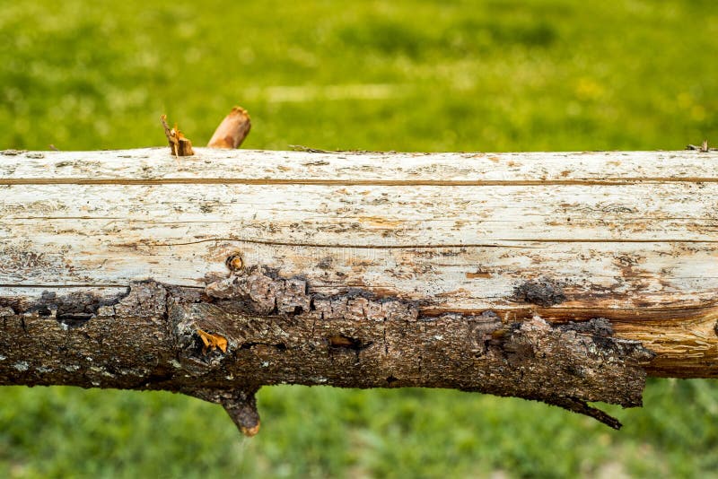 Tree Bark. Horizontal Tree Trunk in the Forest. Fence Log, Texture ...