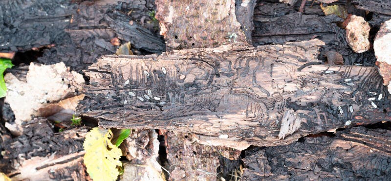 Tree Bark Infested with Bark Beetle, Galleries and Single Winding ...