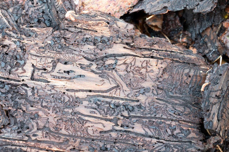 Tree Bark Infested with Bark Beetle, Galleries and Single Winding ...